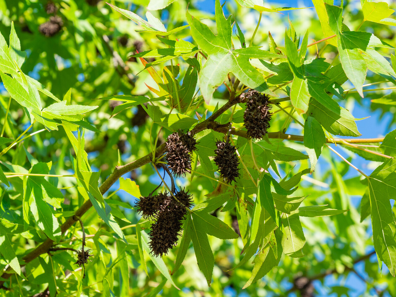 Liquidambar styraciflua 'Worplesdon' | Liquidambar styraciflua 'Worplesdon' - Van den Berk Nurseries